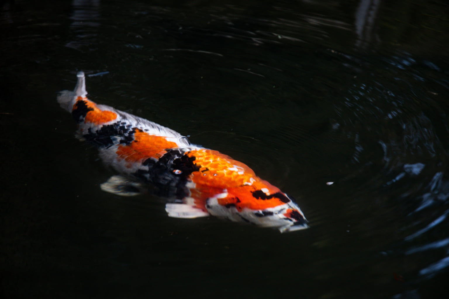 How to Spend One Day in Portland