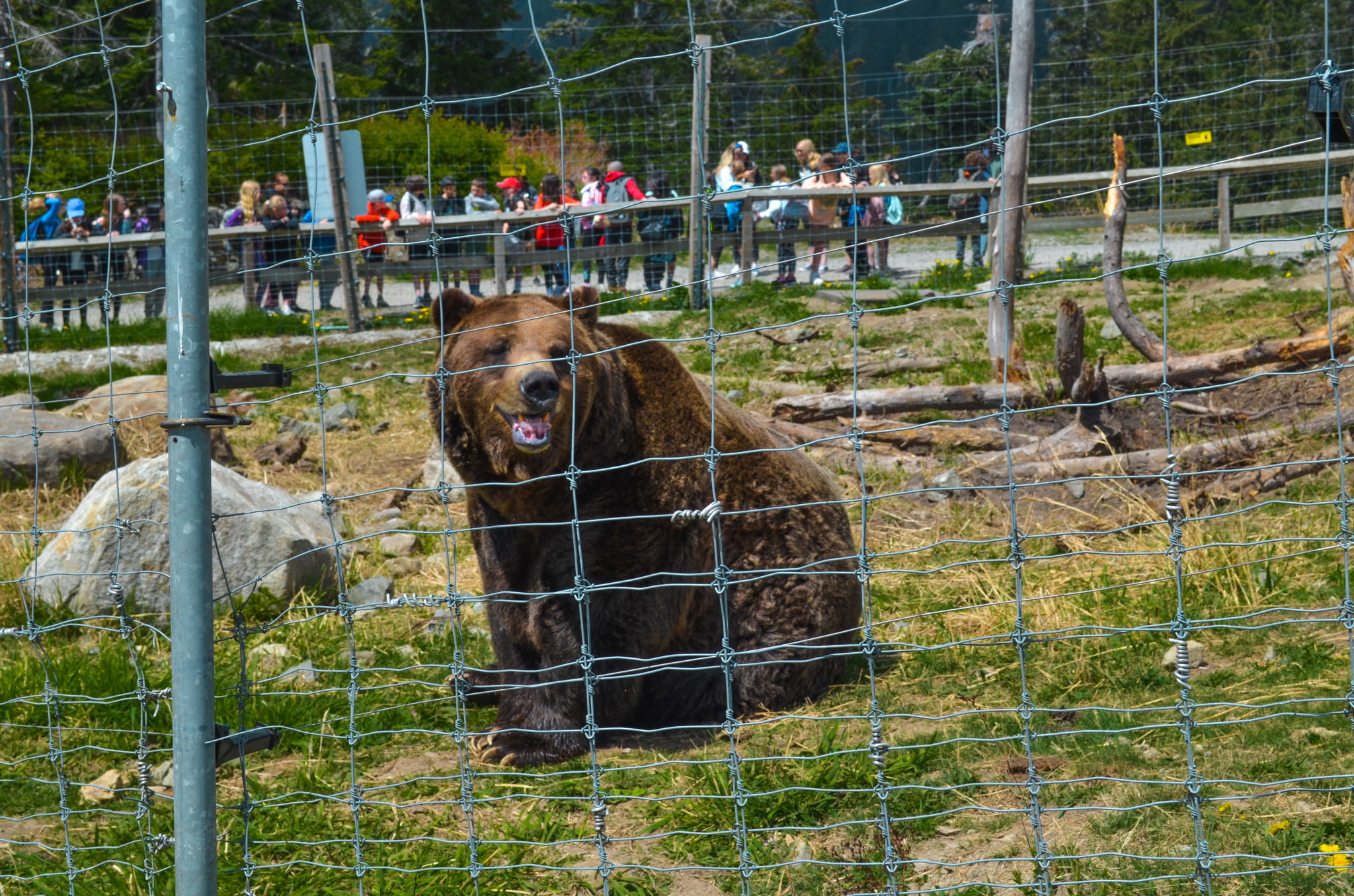 An Epic Guide to Visiting Grouse Mountain in the Summer (+7 Helpful Tips)