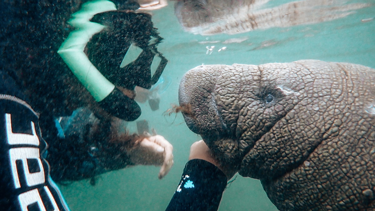 Epic and Detailed Guide to Swimming with Manatees in Crystal River, FL