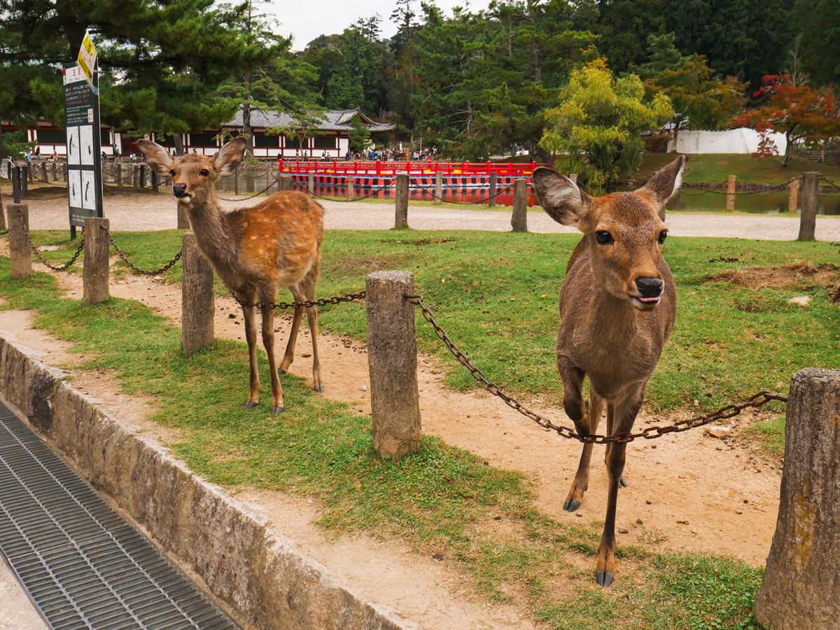 Perfect Day Trip to Nara from Osaka or Kyoto