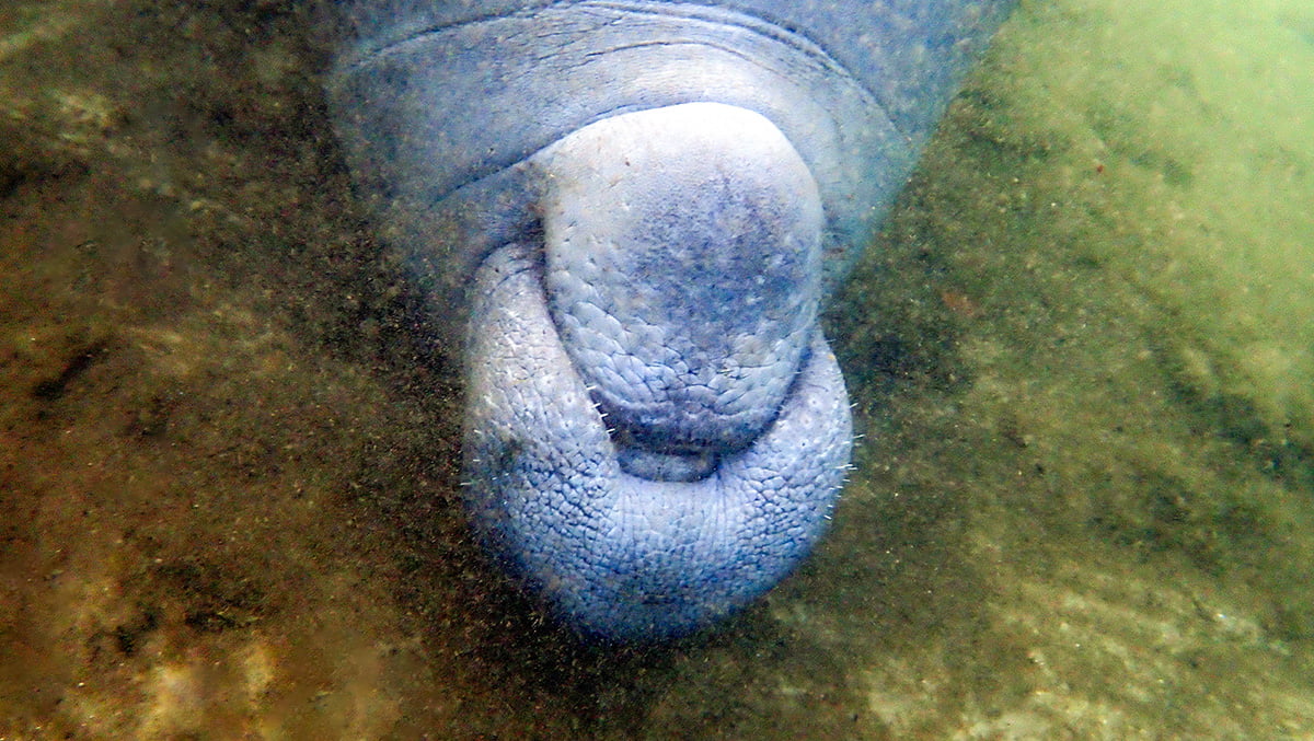 Epic and Detailed Guide to Swimming with Manatees in Crystal River, FL