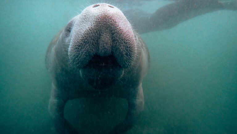 Epic and Detailed Guide to Swimming with Manatees in Crystal River, FL