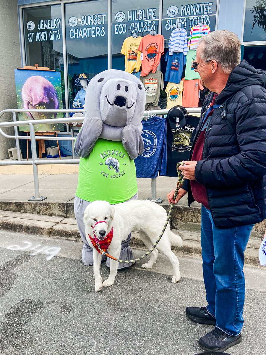What to Expect at the Florida Manatee Festival in Crystal River (2025)