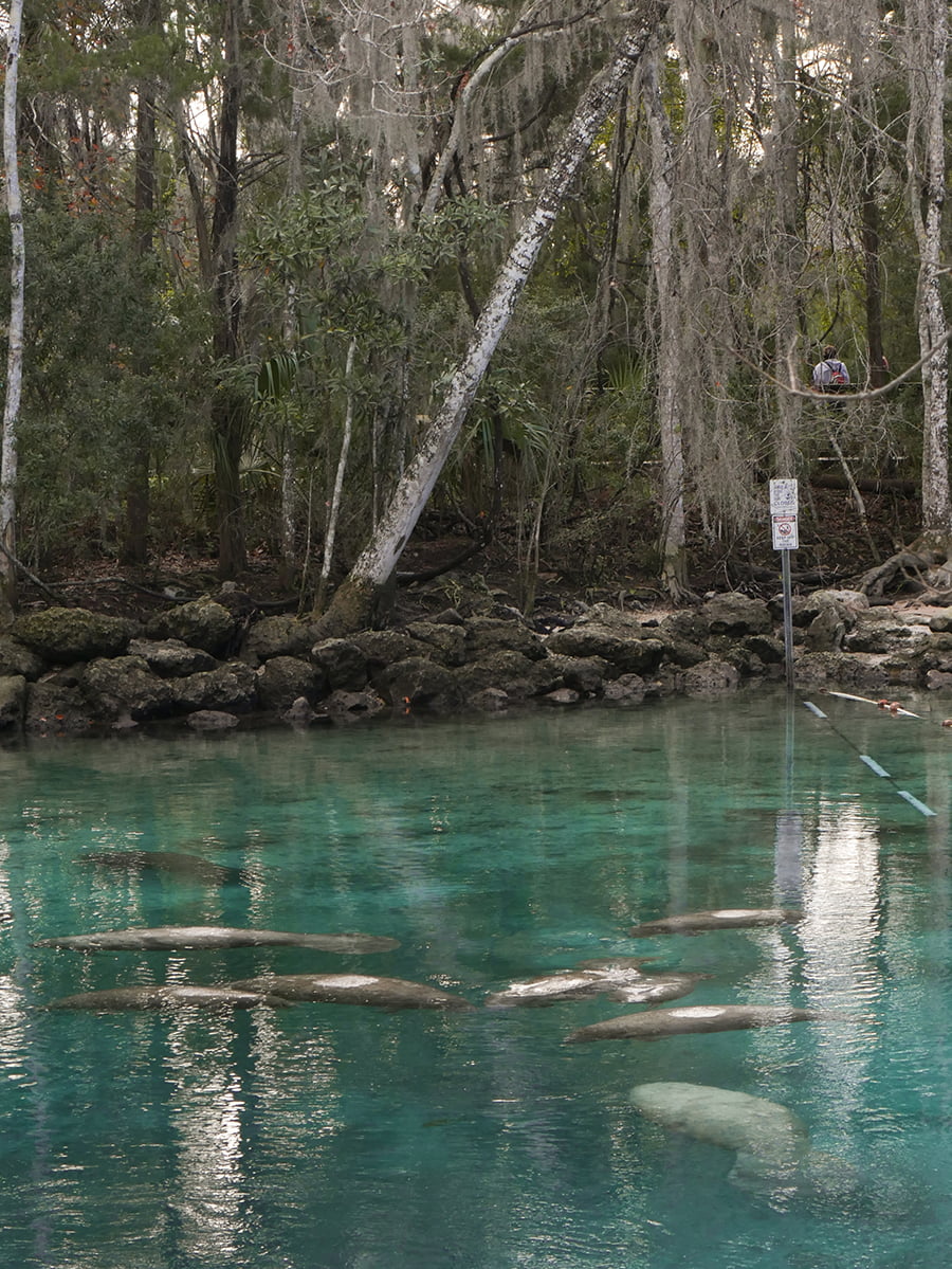 14 Best Things to Do in Crystal River, FL (And Yes, That Includes ...