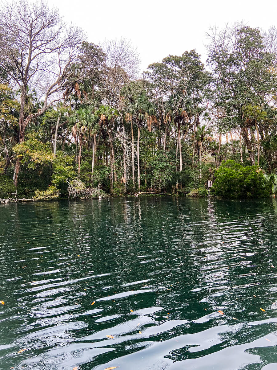 Guide to Florida's Homosassa Springs Wildlife State Park (Including ...